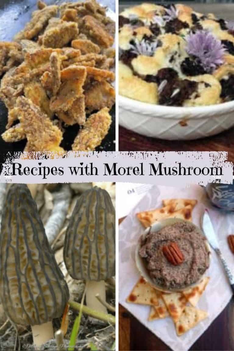 Morel Mushroom Recipes - From Michigan To The Table