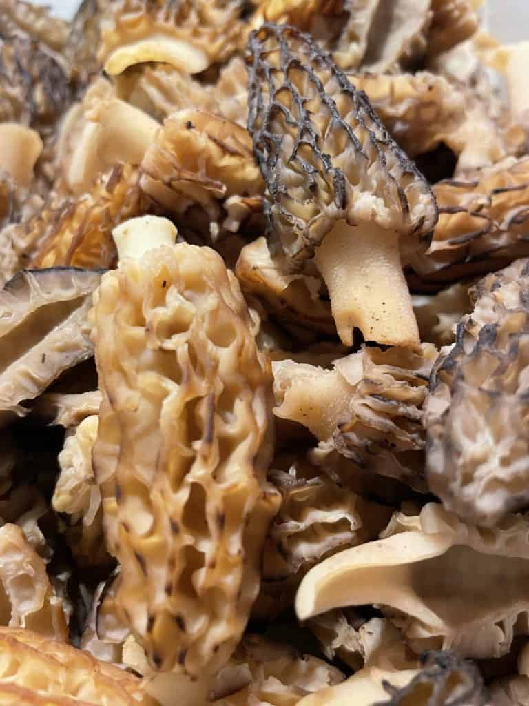Blackstone Morel Mushroom Recipe - From Michigan To The Table