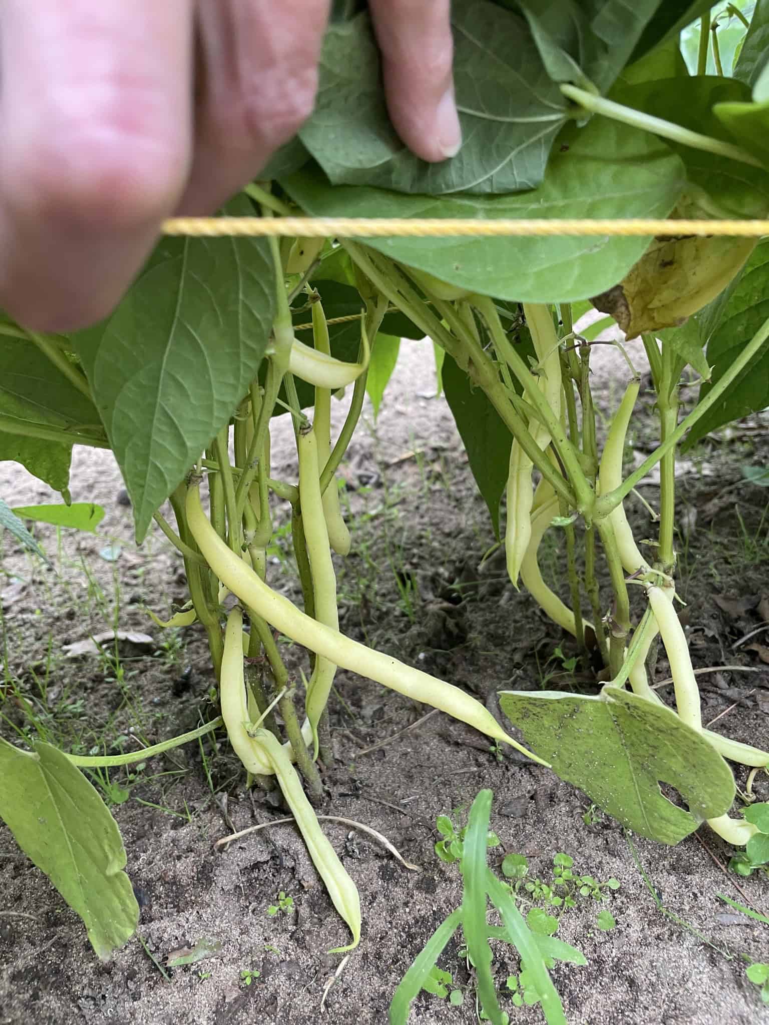 How to Cook Yellow Beans - From Michigan To The Table