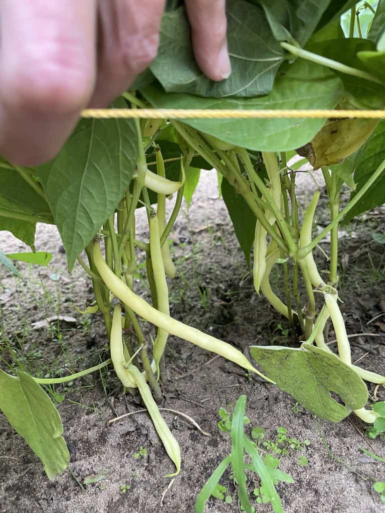How to Cook Yellow Beans - From Michigan To The Table