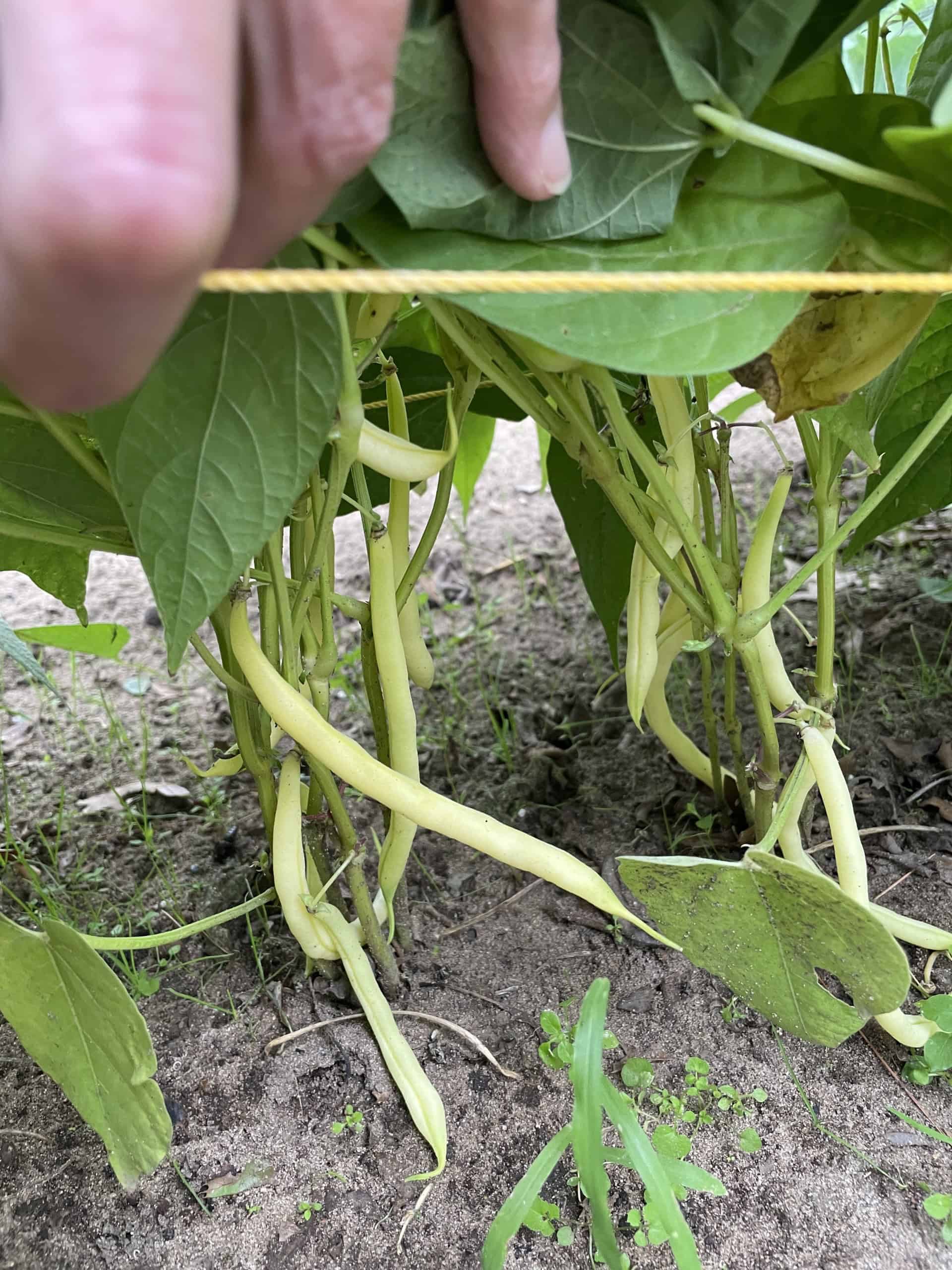 How to Cook Yellow Beans - From Michigan To The Table