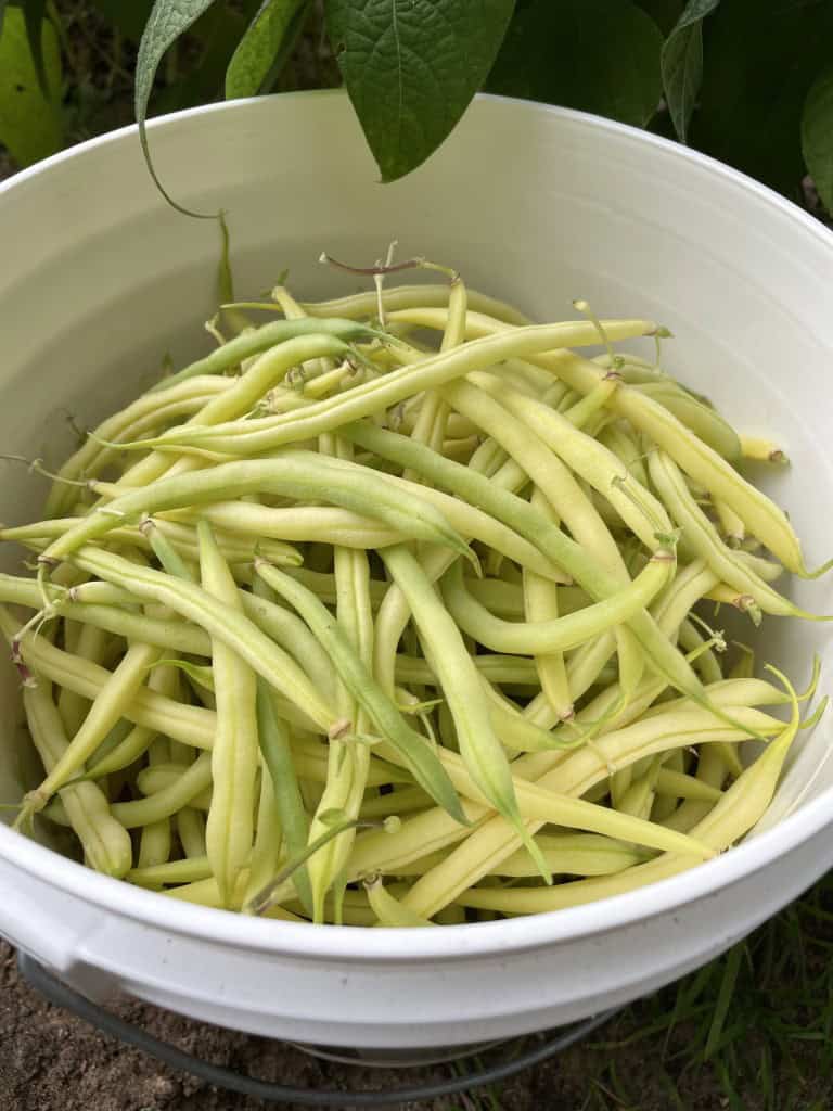How to Cook Yellow Beans - From Michigan To The Table